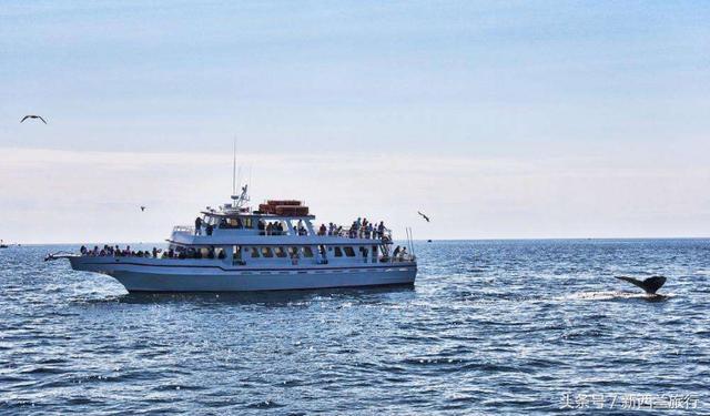 新西兰——观鲸海钓提神之旅 - 知乎