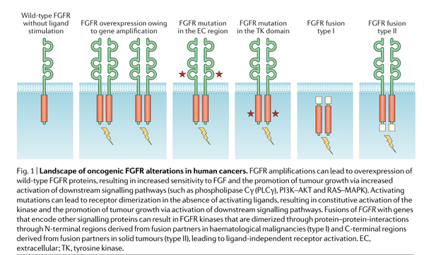 64-FGFR1胞外域的倒位的探究？ - 知乎