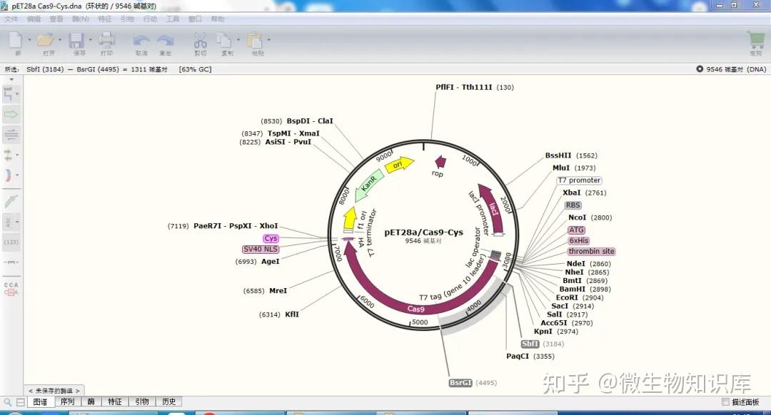 Snapgene构建重组质粒（表达载体）超详细攻略 - 知乎