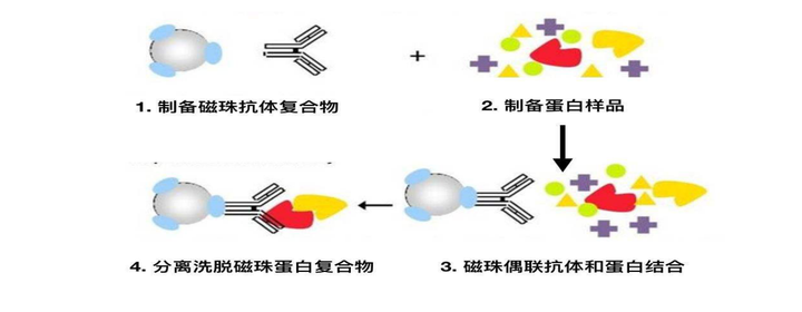 实验干货|免疫共沉淀（CoIP）实验原理及应用 - 知乎