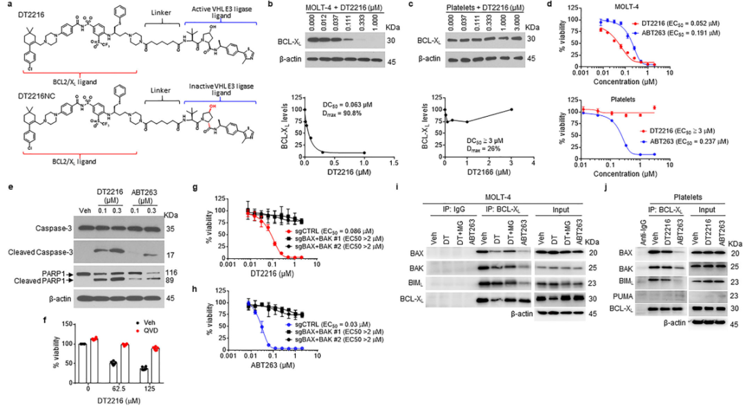 选择性 BCL-XL PROTAC 降解剂实现安全有效抗肿瘤活性 - 知乎