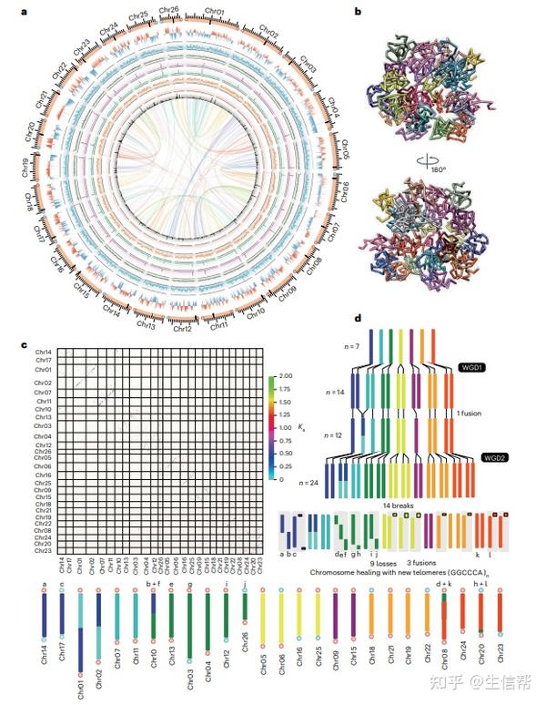 NP-模式植物小立碗藓T2T基因组发布(详细解读) - 知乎