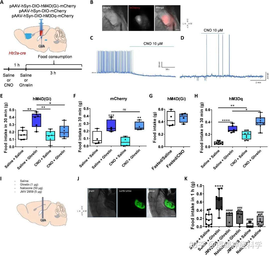 Sci Adv︱德国马克斯·普朗克生物智能研究所团队揭示杏仁核通过胃饥饿素调控进食的新机制 - 知乎