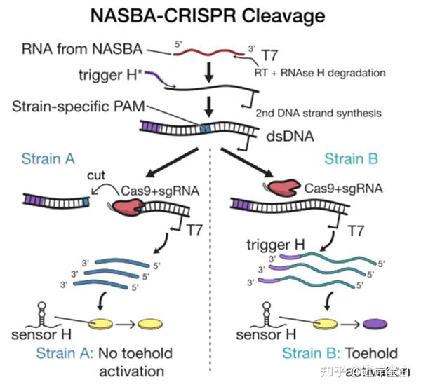 基于CRISPR/Cas9系统的新一代体外诊断技术 - 知乎