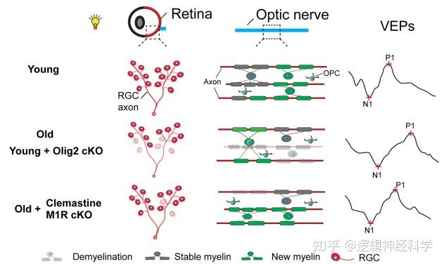 J Neurosci︱梅峰/叶剑课题组揭示老化过程中少突胶质细胞更替不足是导致视神经轴突退化和视功能下降的重要原因 - 知乎