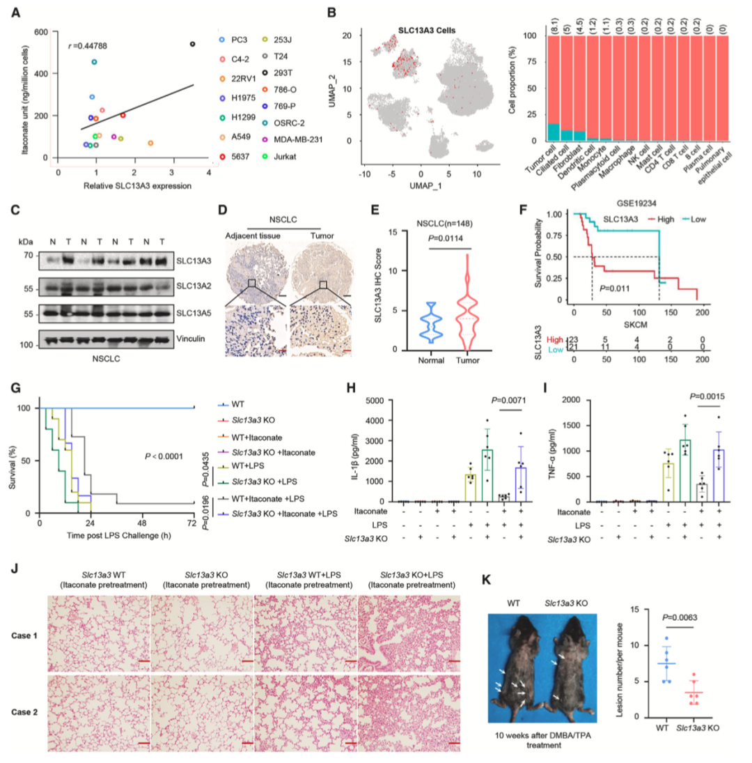 Cell Metabolism丨衣康酸转运蛋白SLC13A3通过烷基化介导的PD-L1稳定作用赋予免疫疗法耐药性 - 知乎