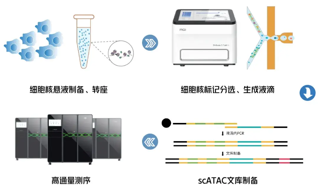 scATAC-seq：单细胞分辨率的染色质可及性，更高精度地探索细胞内部的调控机制 - 知乎