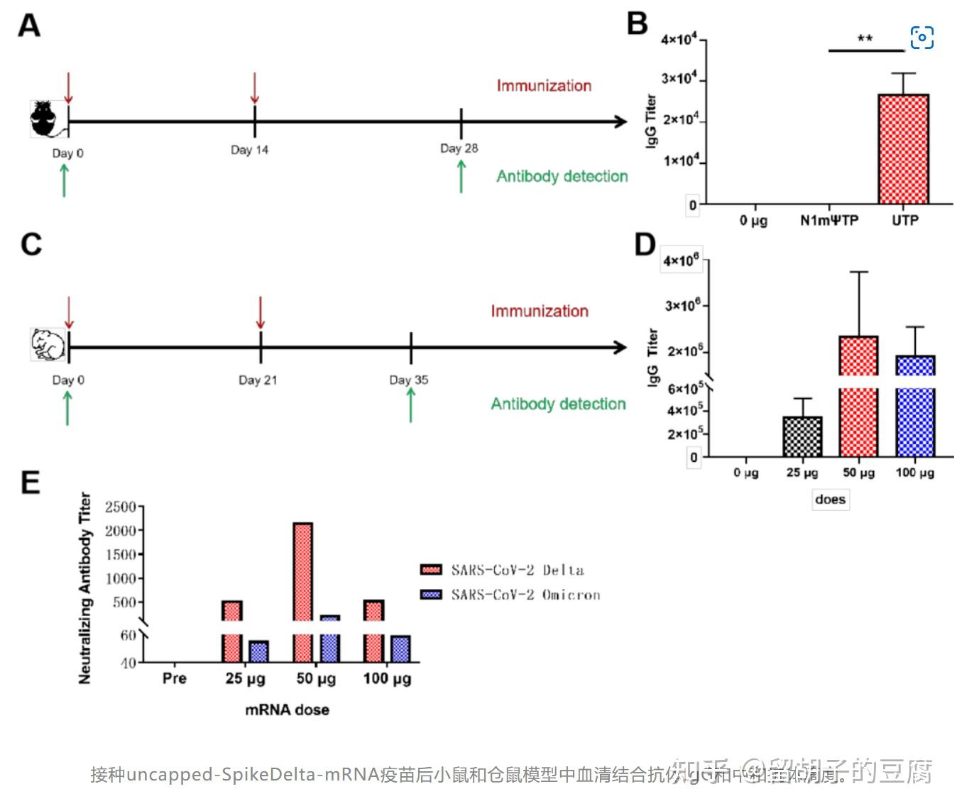 武汉滨会生物开发无帽子无修饰线性mRNA技术平台。 - 知乎