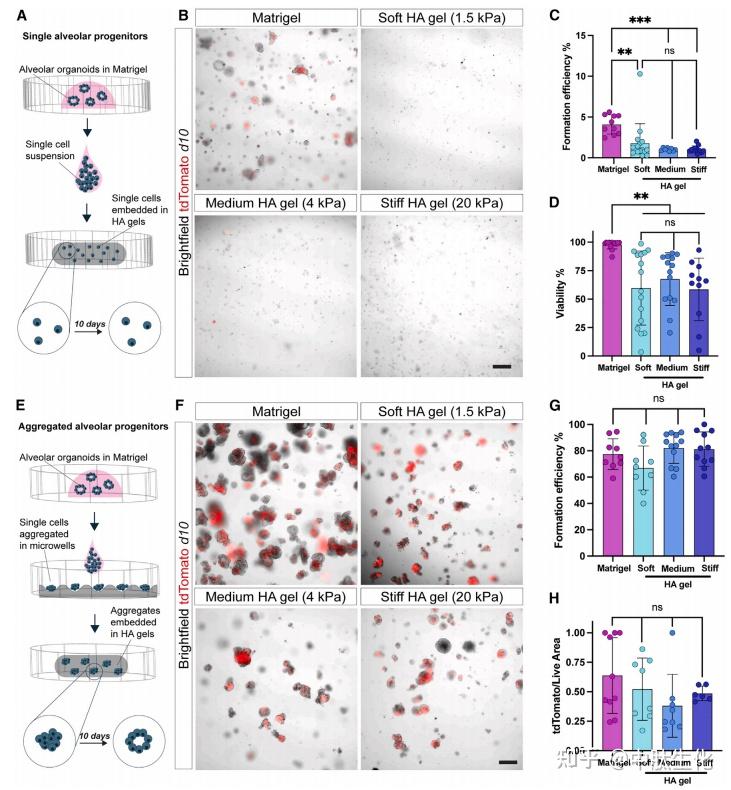 肺泡类器官新进展！Stem Cell Rep：合成水凝胶助力无Matrigel培养肺泡类器官 - 知乎