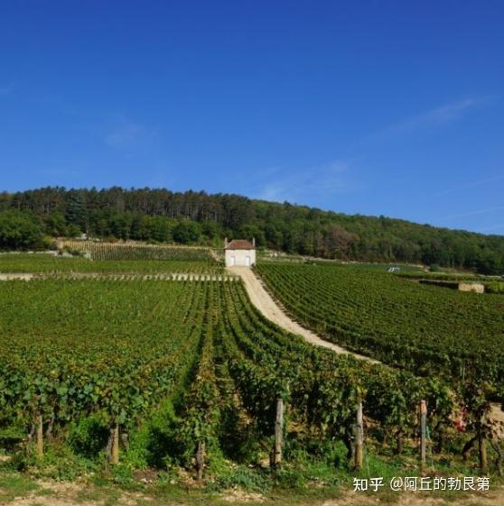 【法庄】Domaine des Varoilles的葡萄园管理 - 知乎