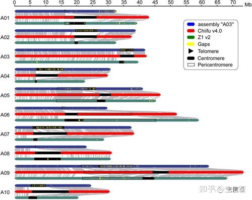 T2T基因组｜大白菜基因组 - 知乎