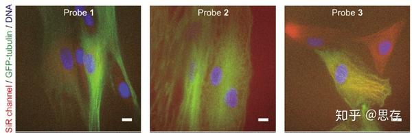 活细胞微管染料，微管蛋白tubulin染色 - 知乎