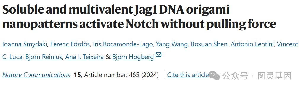 Nat Comm | DNA折纸发现激活Notch通路新模式 - 知乎
