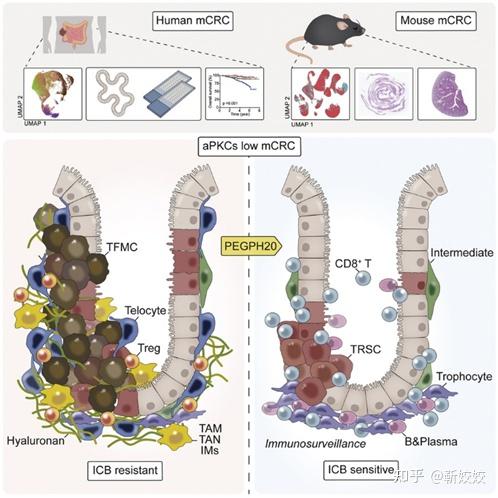 Cancer Cell | 7色多重荧光免疫组化原位验证靶向透明质酸显著提升大肠癌患者免疫检验点疗法响应 - 知乎