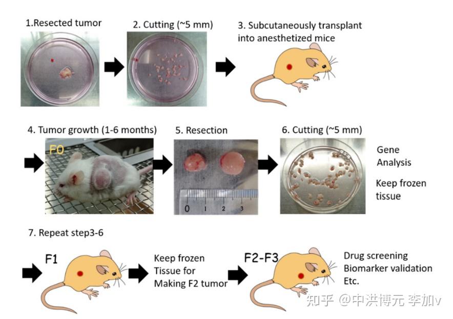 关于PDX模型，你了解多少？ - 知乎