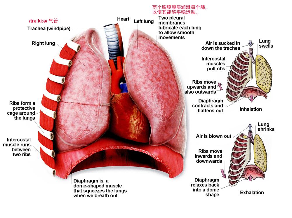 Breathing 02 – inhalation and exhalation - 知乎
