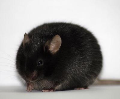 DBDB小鼠——二型糖尿病小鼠 - 知乎