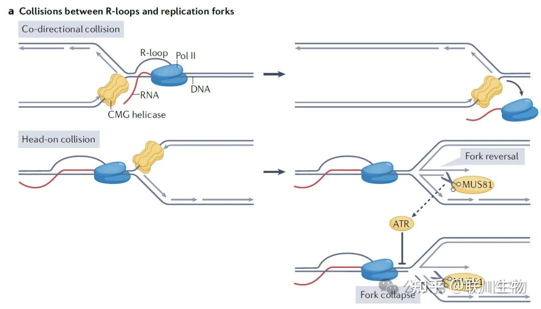 万字综述：R-Loops和RNA-DNA杂合片段的起源、机制及生物学意义 - 知乎