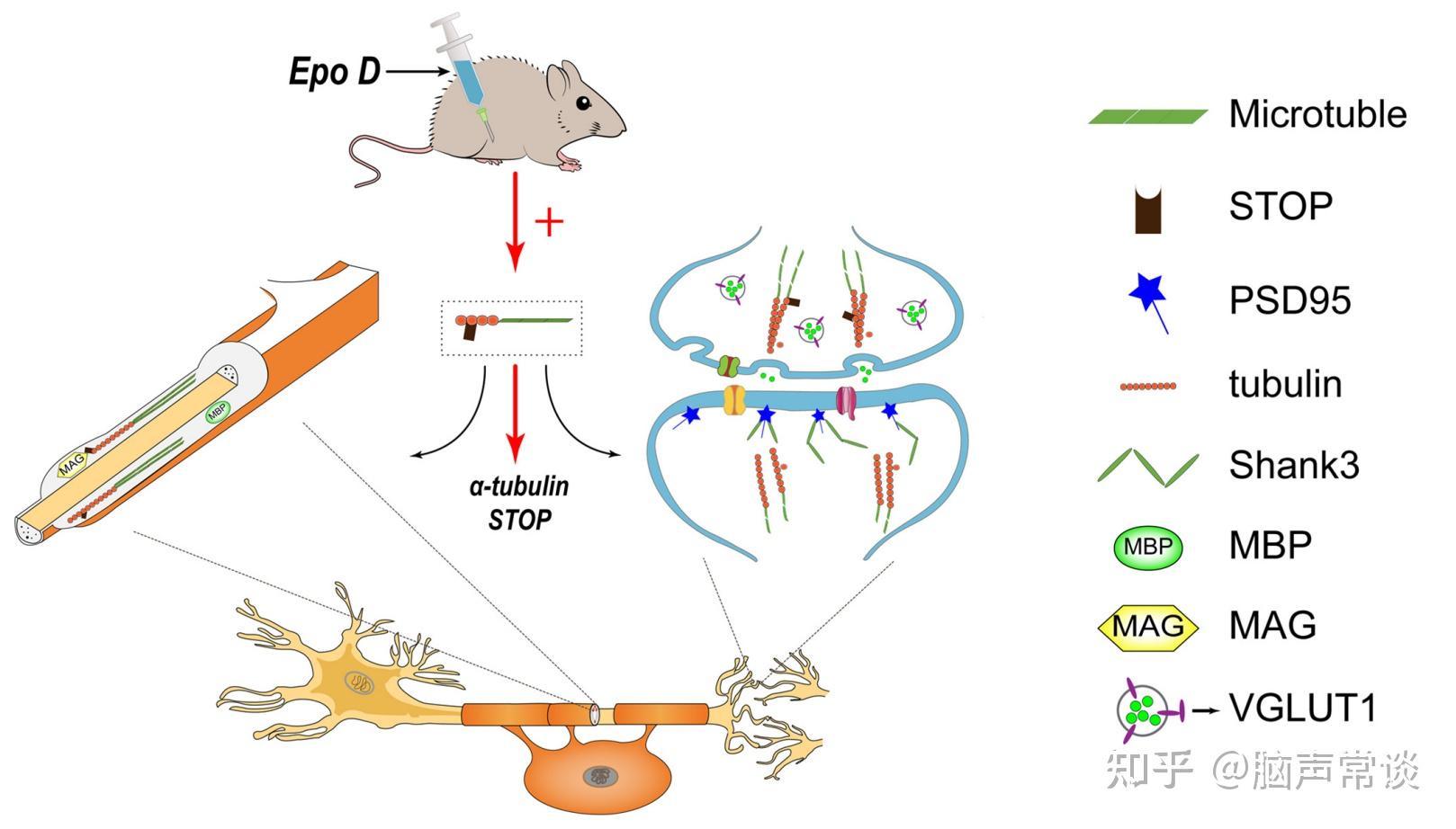 脑声常谈：埃博霉素-D在调节BTBR小鼠孤独症样行为中的重要作用 - 知乎