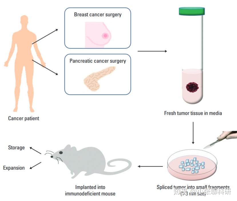 最全PDX模型构建方法整理，还不快收藏！ - 知乎