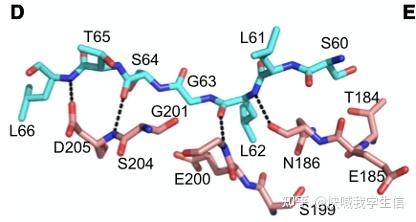 PyMOL｜文献中蛋白质结构图复现 - 知乎