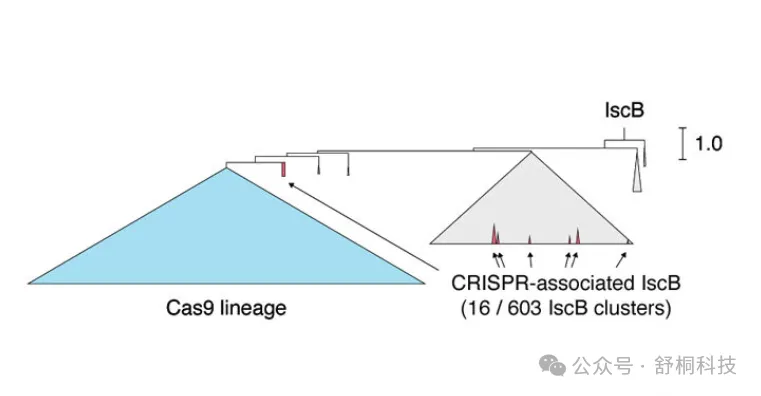 基因编辑新工具：IscB蛋白——探索生命奥秘的小型化利器 - 知乎