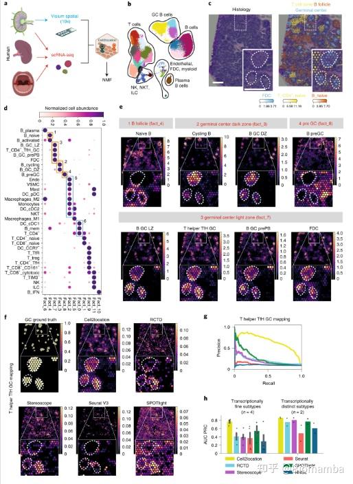 《NBT》| Cell2location注释空间数据细胞 - 知乎