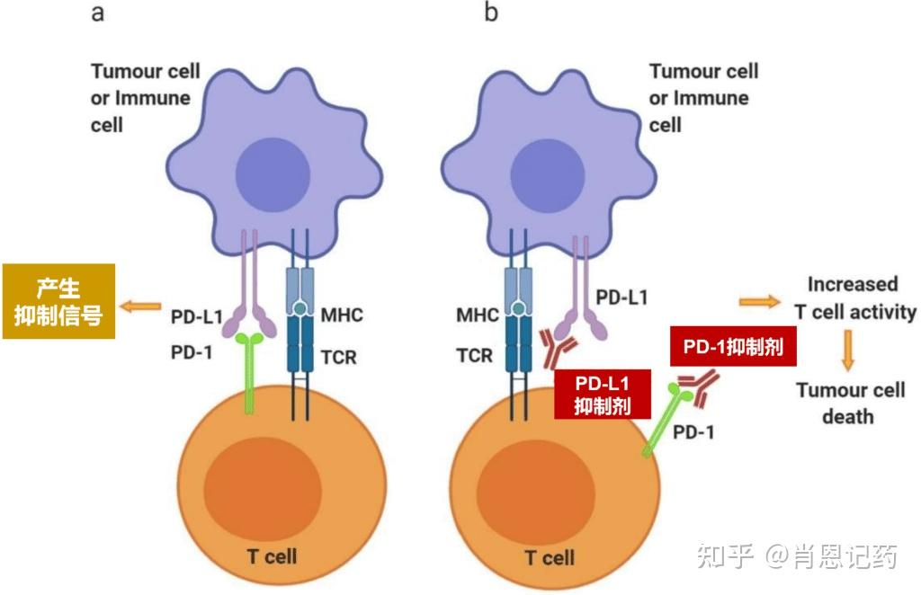 记住所有FDA生物药 | 免疫检查点PD-1/PD-L1抑制剂 | 帕博利珠，纳武利尤，阿替利珠，度伐利尤单抗等 | 各种肿瘤 - 知乎