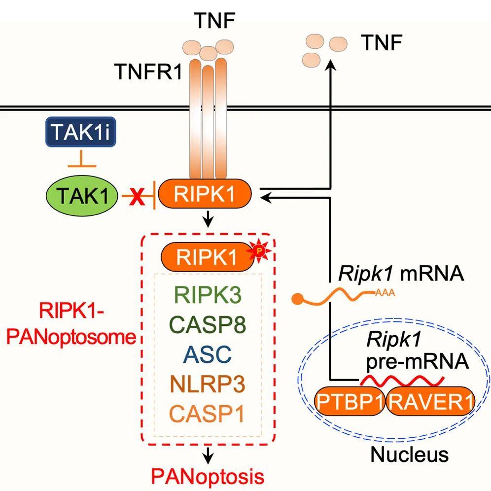 Cell子刊丨全基因组 CRISPR 筛选确定 RAVER1 调节 RIPK1 介导的炎症细胞死亡，PANoptosis - 知乎