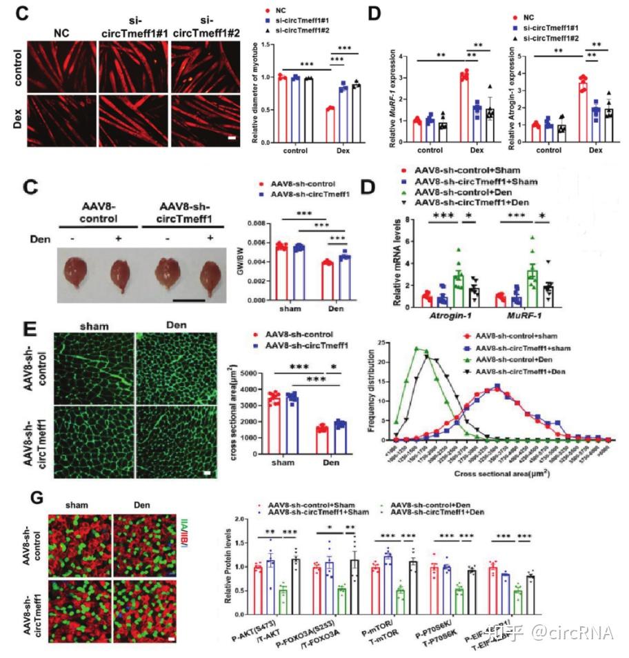 ADV SCI丨上海大学李进和肖俊杰团队解析环状RNA circTmeff1在肌肉萎缩中的机制，提供了全新的治疗靶点 - 知乎