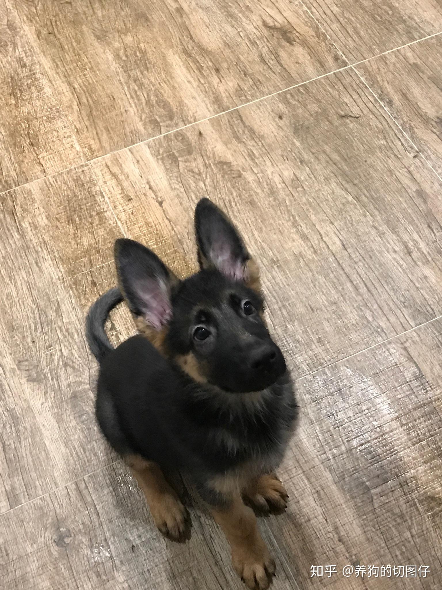 养德牧好还是养边牧好，怎么才能挑选到健康的幼犬？ - 知乎