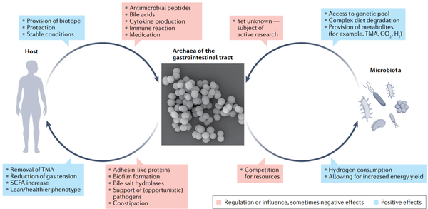 重磅综述|Nat Rev Gastroenterol Hepatol：人类胃肠道中的产甲烷古菌 - 知乎