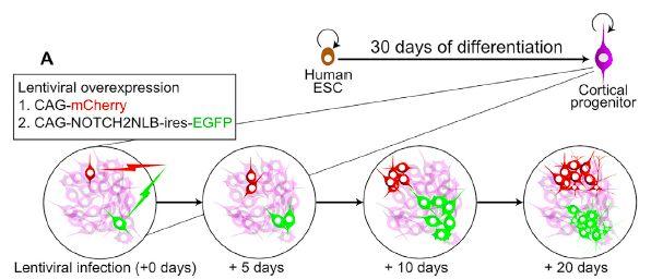 Cell背靠背 | NOTCH2NL揭示人脑尺寸进化之谜 - 知乎