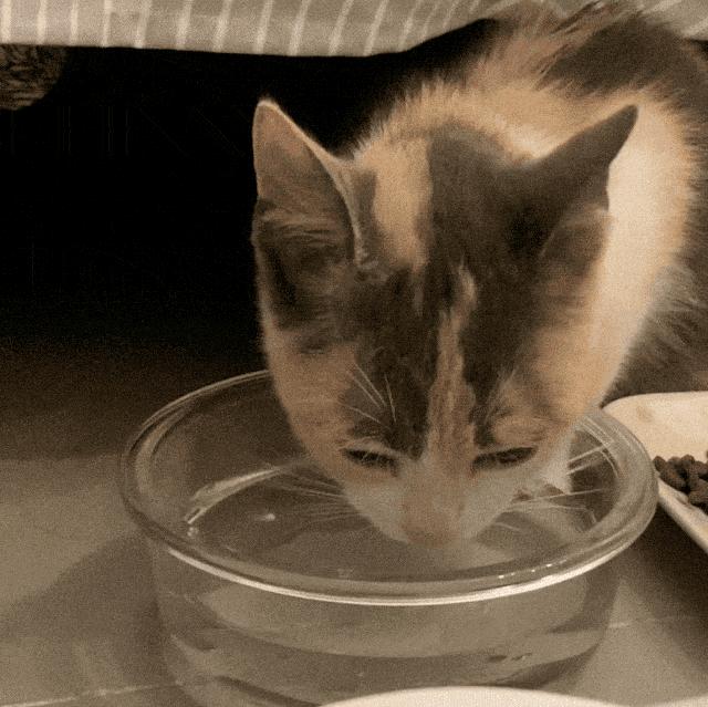 家里猫咪不爱喝水要如何诱导,试试这几招! 知乎