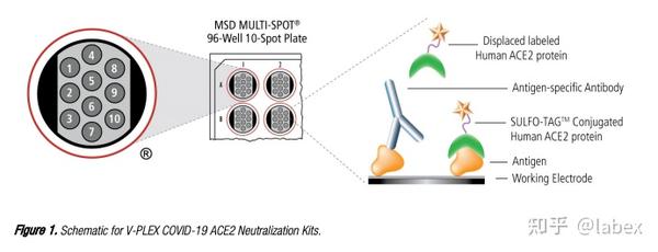 MSD电化学发光Omicron中和抗体ACE-2评价试剂盒 - 知乎