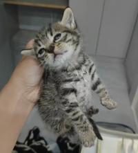 Sora 的基石：Diffusion Transformer 原理与源码解析 - 知乎