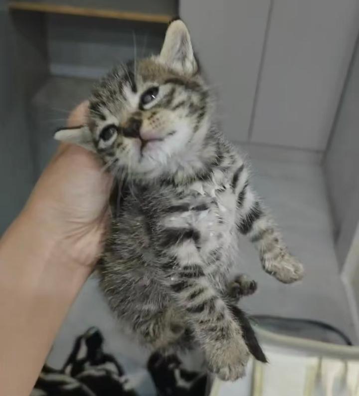 深入浅出【Diffusion Model】之DiT—Diffusion Transformer - 知乎