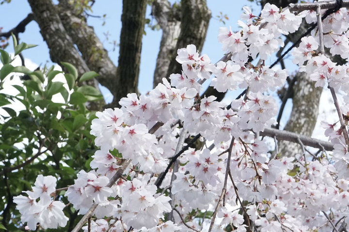 25fall 陆本申请北美PhD总结（但含大量本科回忆录⚠️ - 知乎