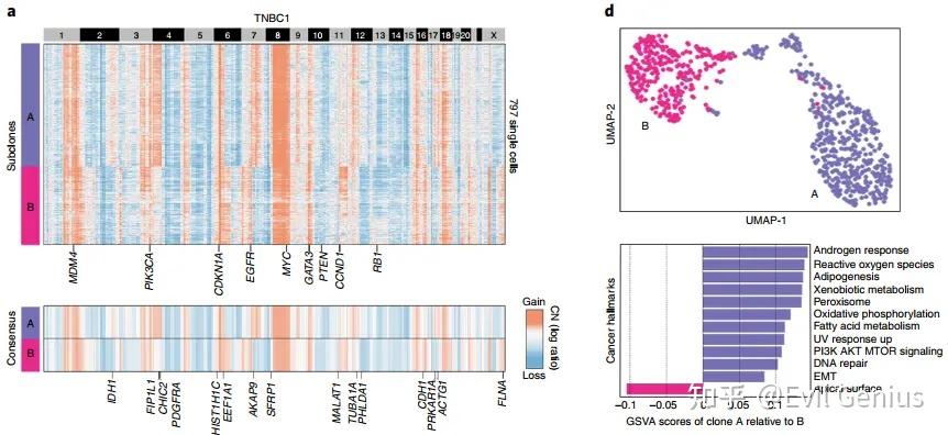 课前准备---单细胞CNV分析注意事项（inferCNV && copyCAT && infercnvpy） - 知乎