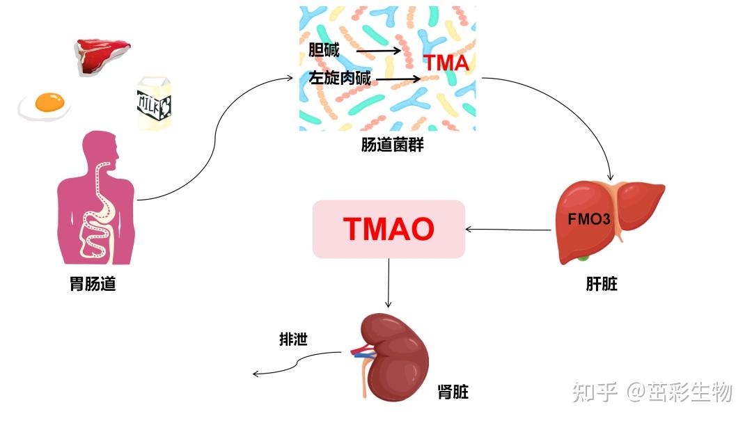 氧化三甲胺（TMAO）检测_化工仪器网