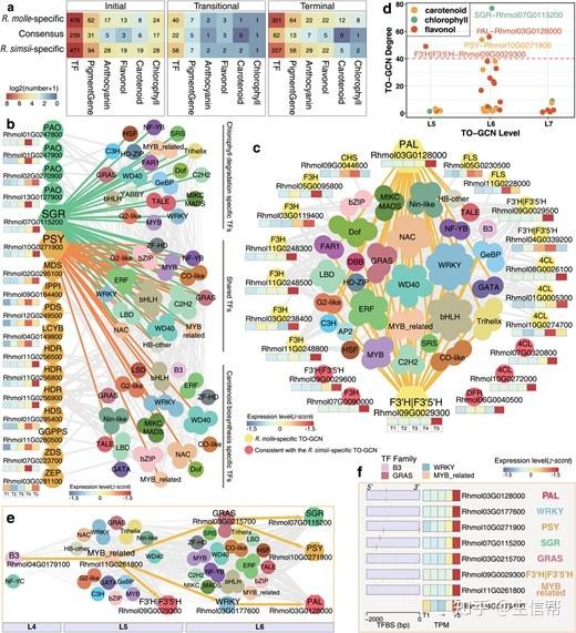 HR-杜鹃花T2T基因组 - 知乎