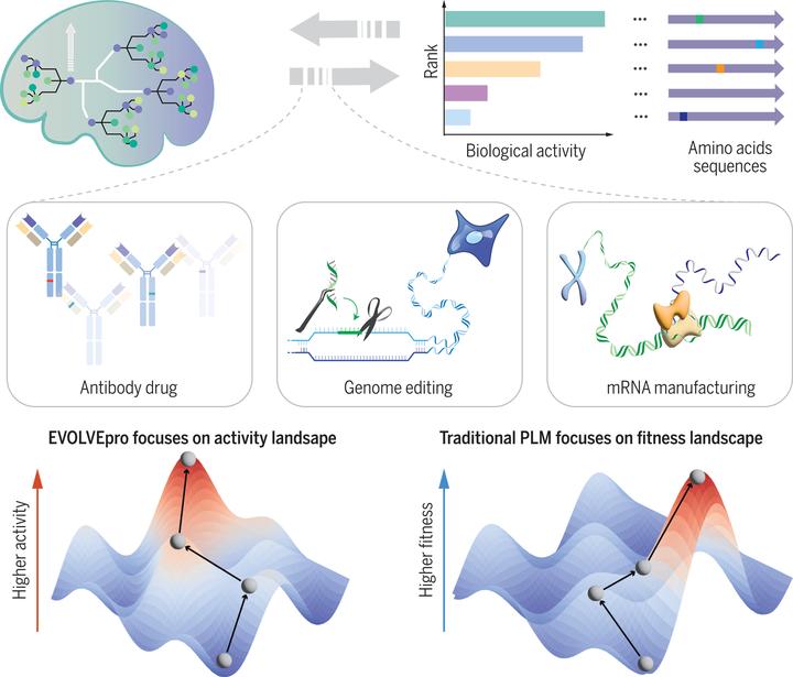 2024 Science | EVOLVEpro: Rapid protein evolution by few-shot learning with a protein language ...