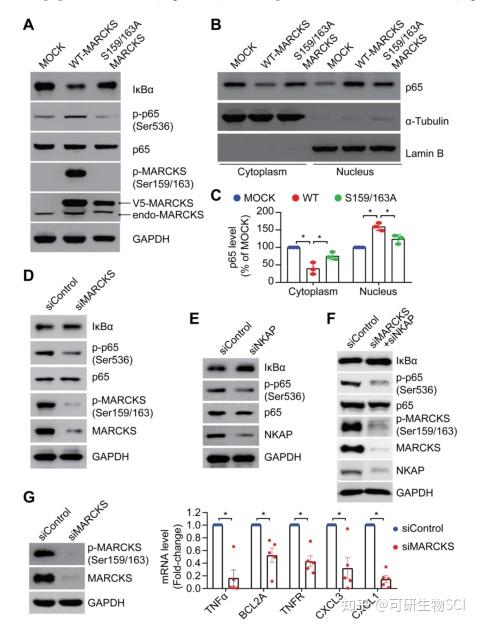 文献精读：MARCKS与NKAP联合激活烟雾相关肺癌中的 NF-kB 信号 - 知乎