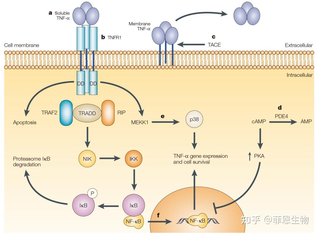 肿瘤坏死因子α(TNF-α)作用机制及生物学研究 - 知乎