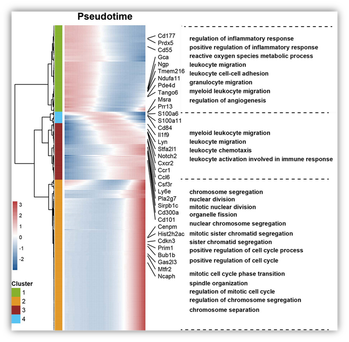 Monocle3个性化分析作图：拟时热图/拟时基因GO分析/拟时基因趋势分析 - 知乎