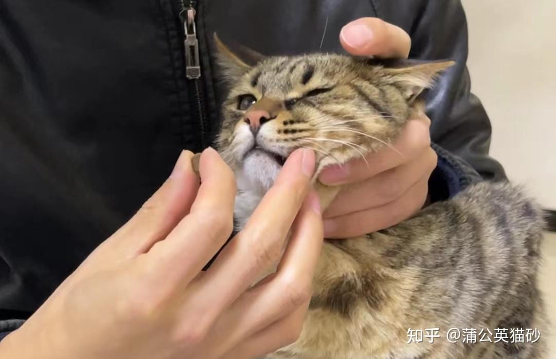 一招学会徒手给猫咪喂药 知乎