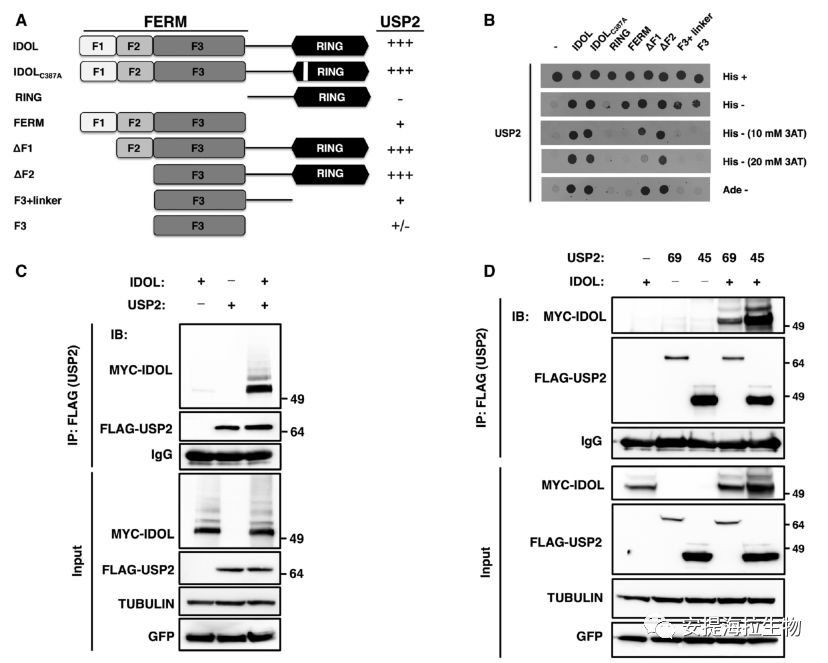USP2通过拮抗E3-泛素连接酶IDOL调控LDLR信号通路 - 知乎