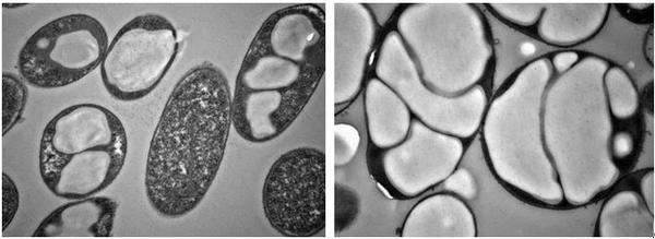 【连载】漫谈PHA(4)全自动细胞工厂——PHA的生物合成 - 知乎