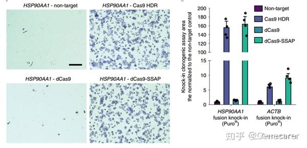 无切割基因敲入系统：dCas9-SSAP，主打一个Cleavage-Free！ - 知乎