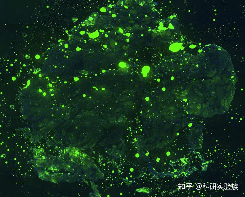 两种BODIPY类荧光探针分子dppy-BODIPY和Ch-BODIPY介绍 - 知乎